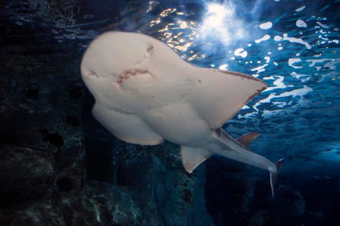 Newport Aquarium Shark Ray Expecting! - LINK nky