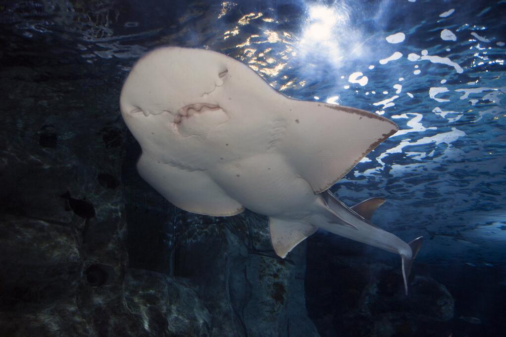 Newport Aquarium Shark Ray Expecting! - LINK nky