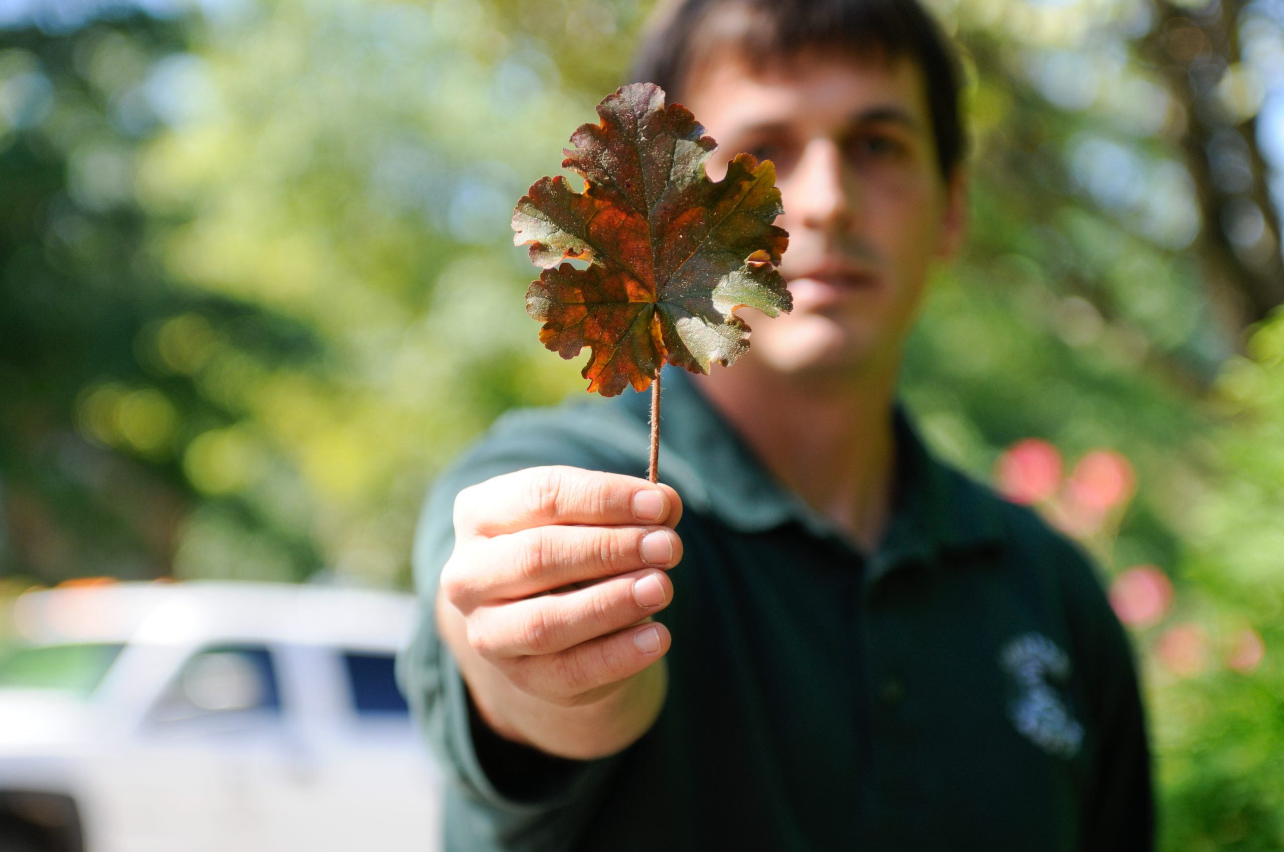 It's Our Landscape: 3 Easy Ways to Manage Leaves - LINK nky