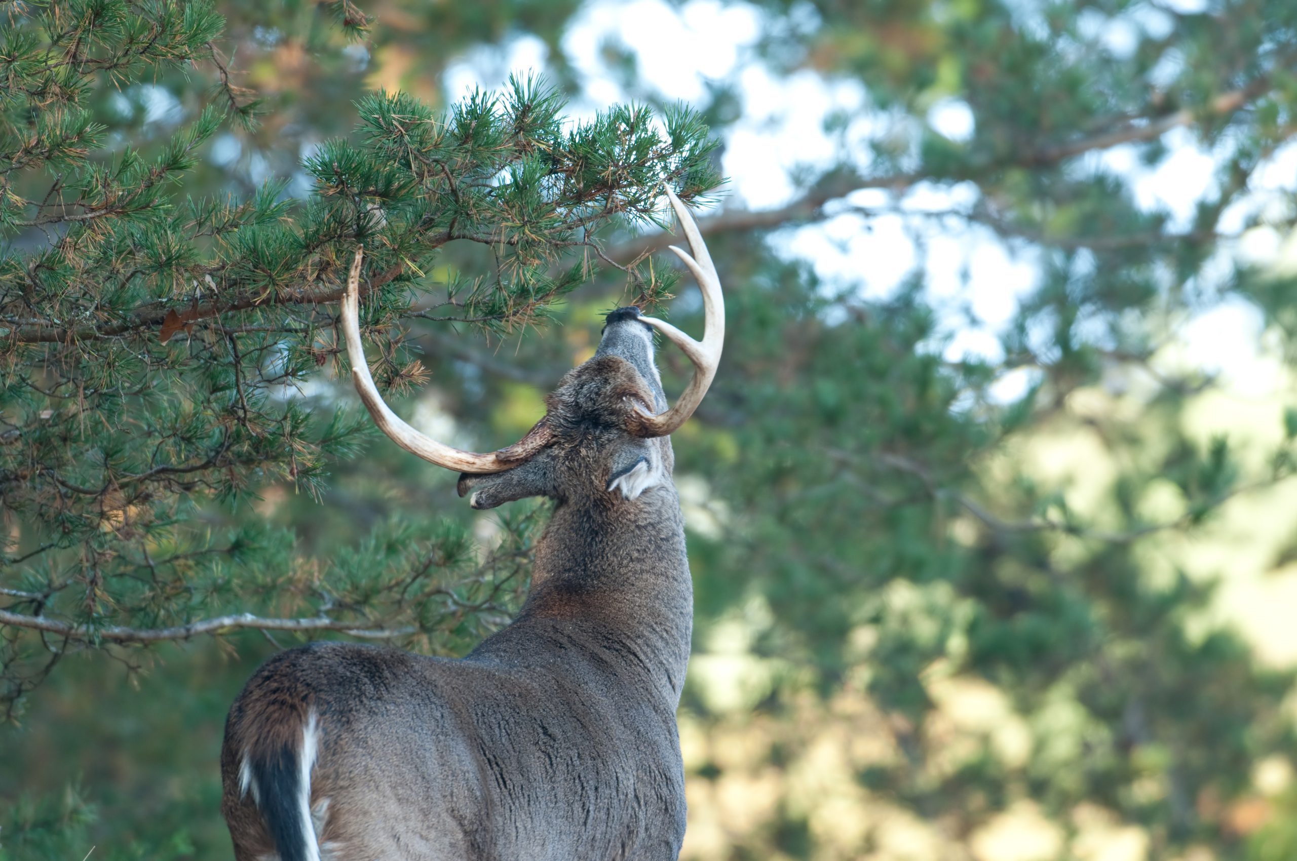 It's Our Landscape: Protect Your New Tree from Deer - LINK nky