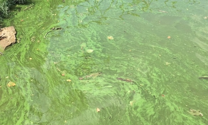 Workshop to Teach NKY Pond Owners How to Manage Scum, Algae - LINK nky