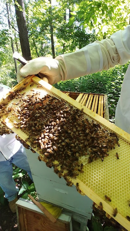 In Other Words: Of Bees And The Ripple Effect - LINK nky