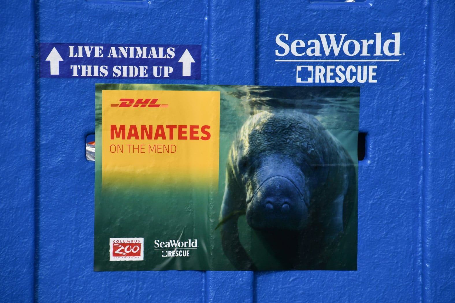 Manatees Lizzo, Cardi-Tee, MaryKate and Ashley make pit stop at CVG ...