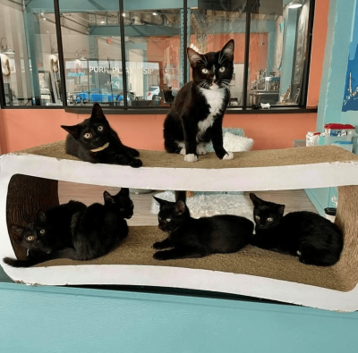 Covington's Purrfect Day Cat Café celebrates two year anniversary ...