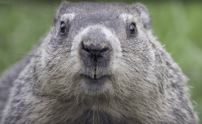 Celebrate Groundhog Day with a woodland hike - LINK nky
