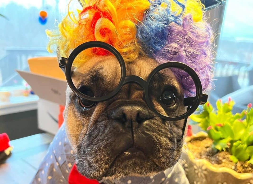 Mayor Wilbur continues canine Rabbit Hash tradition: 'In our elections ...