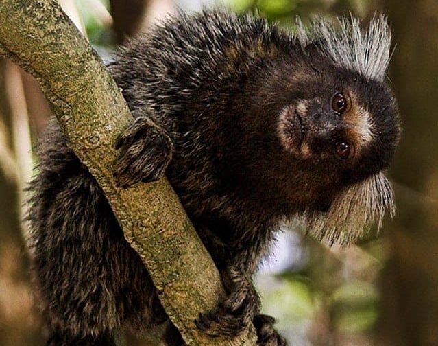 Woman faces charges after her monkey bit a child in Pendleton County ...