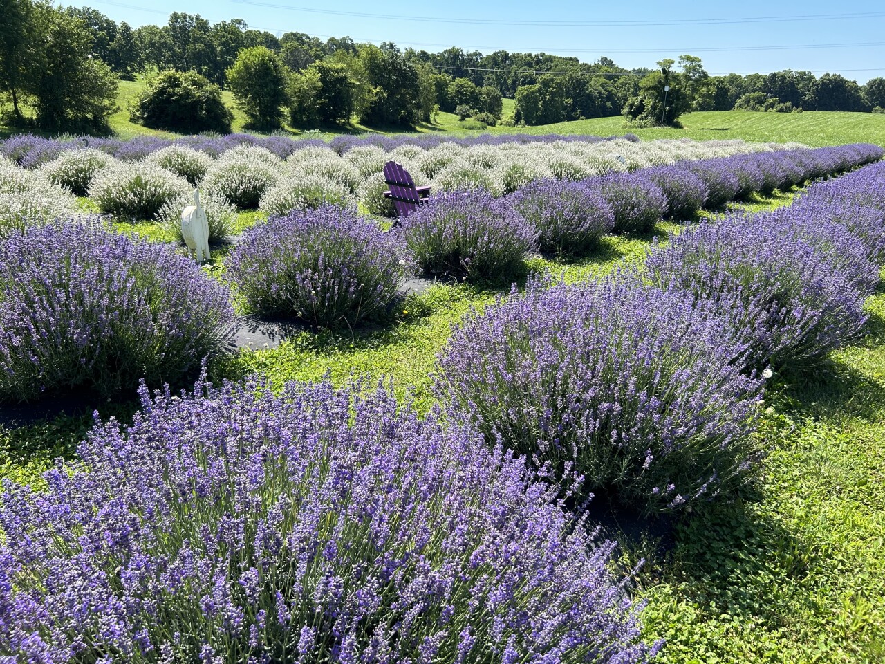 Bayer Farms Lavender: A unique experience in Crittenden - LINK nky
