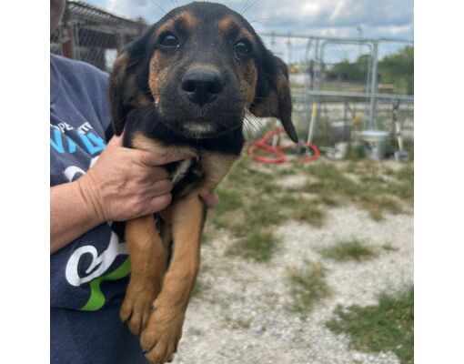 Pendleton County Animal Shelter pleads for adoptions amidst ...