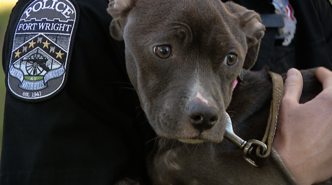 Officer's kindness: Ripley the dog's new start - LINK nky