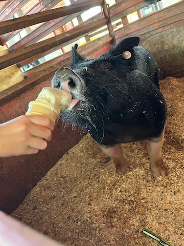 Press release: Meet the tri-state’s newest celebrity - a show pig with ...